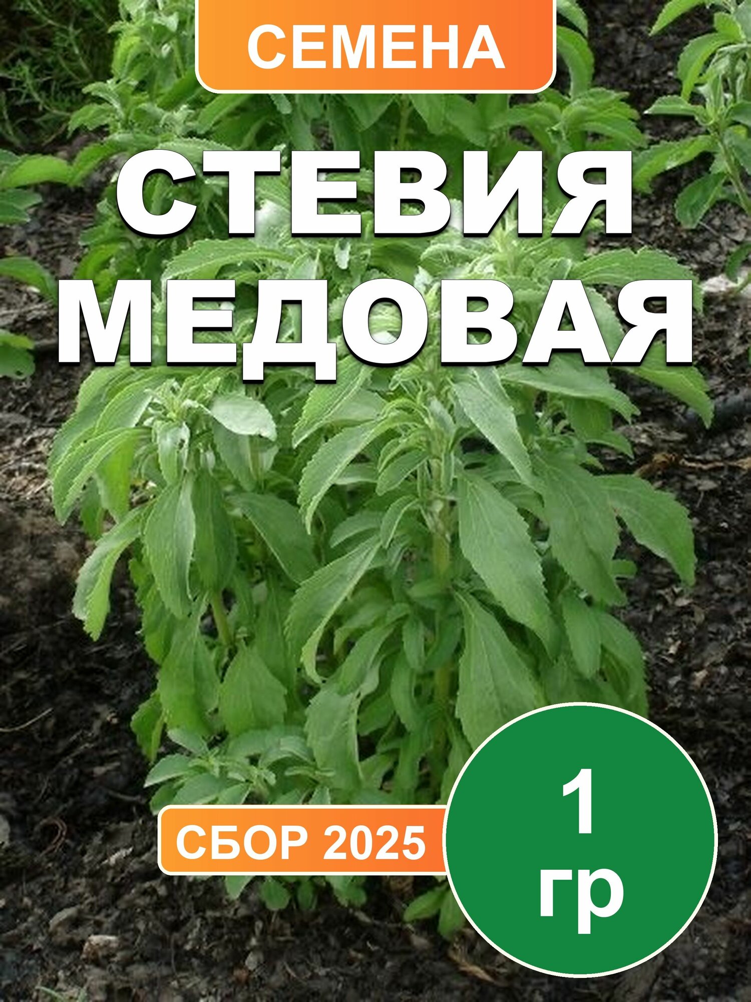 Стевия (медовая трава), семена, 1гр