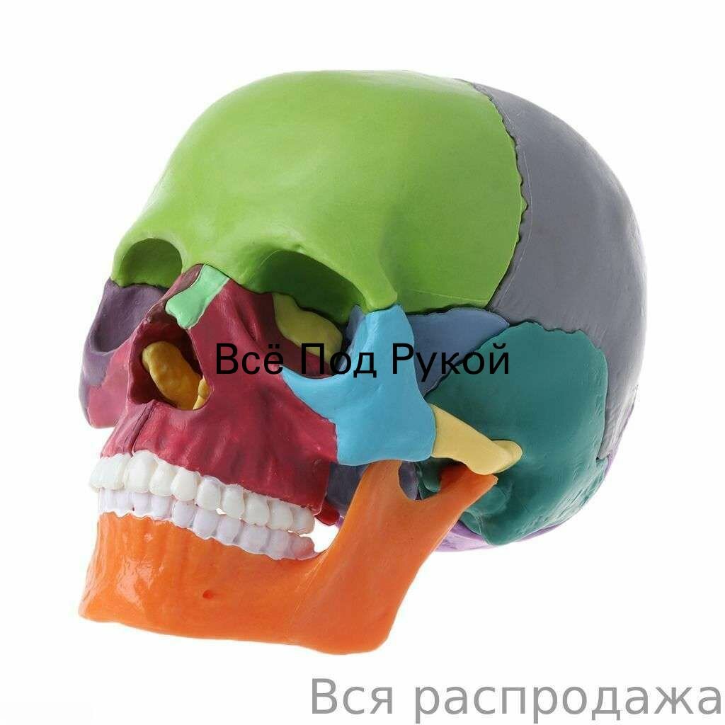 15 шт./компл. 4D разобранная цветная анатомическая модель черепа, съемная Teachi
