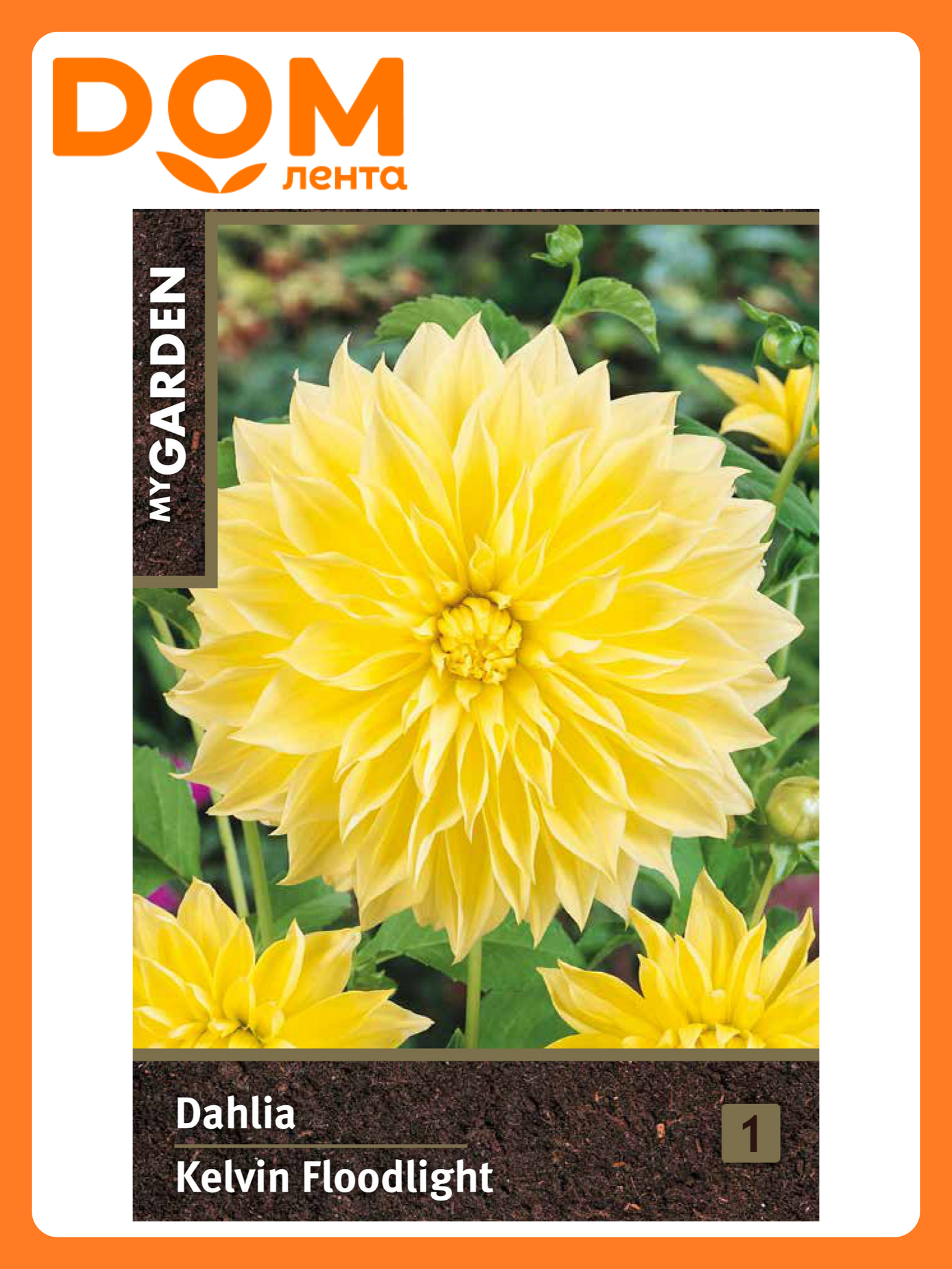 Георгина декоративная Кельвин Флудлайт