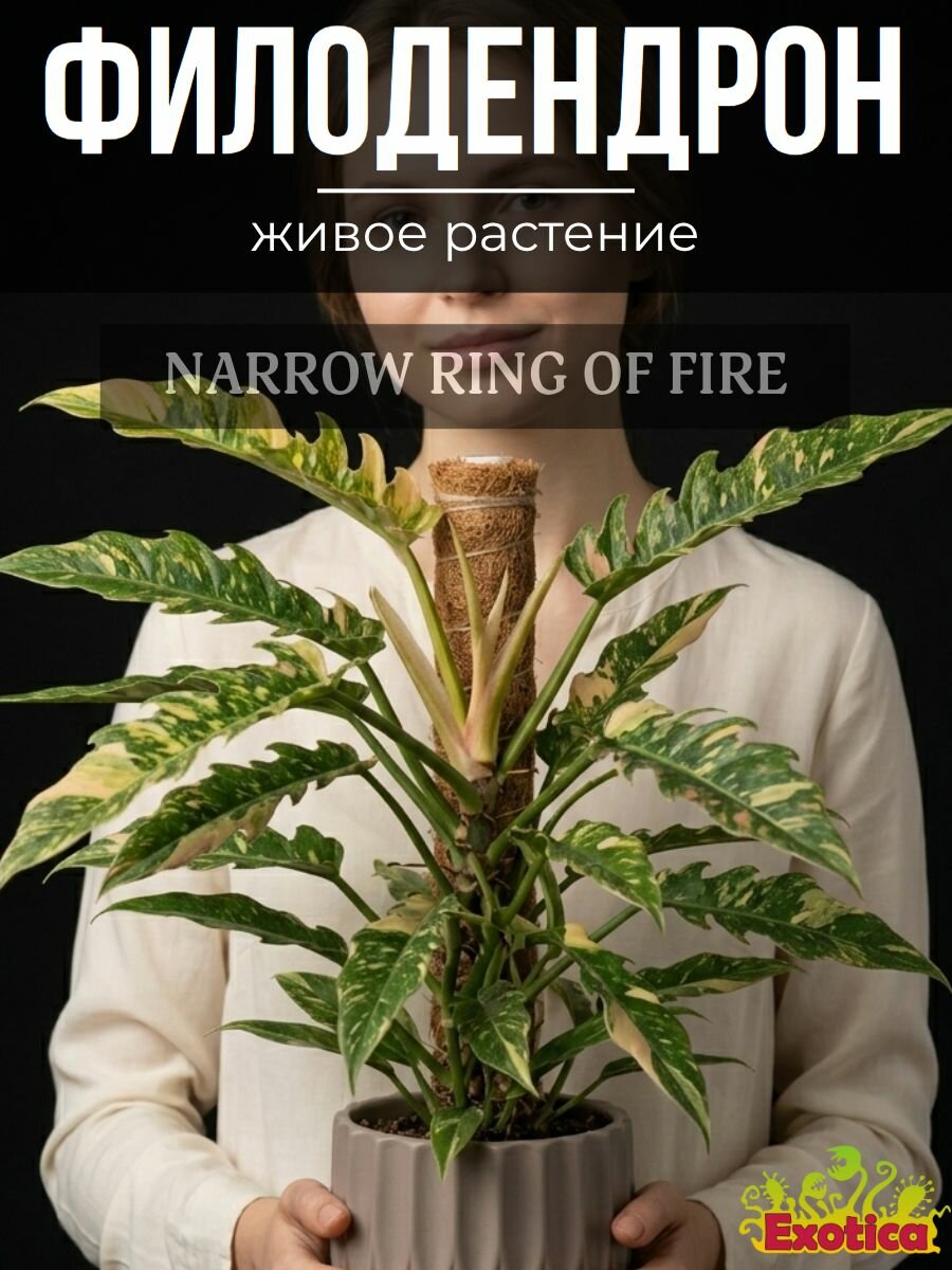 Филодендрон Вариегатный Нэрроу Эскейп Ринг Оф Файер, или Филодендрон Огненное Кольцо (Philodendron Narrow Ring of Fire) D6см, живое растение