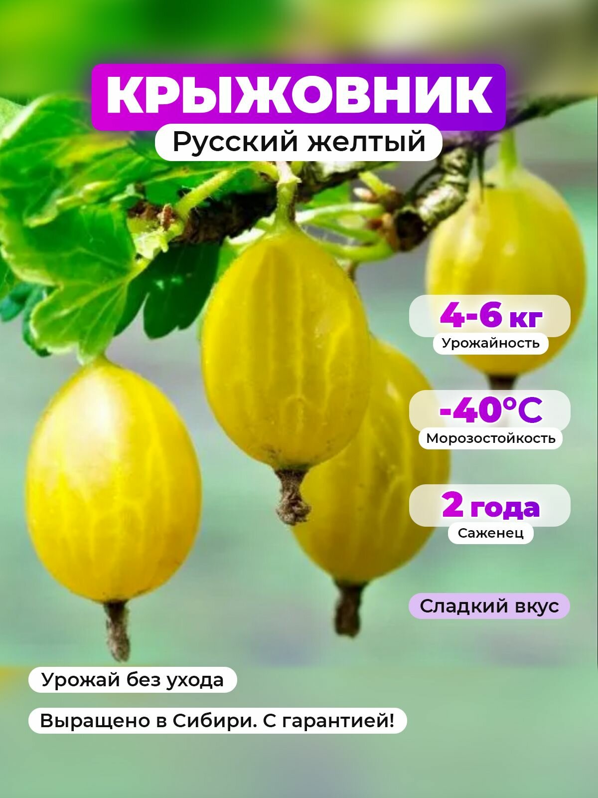 Саженец Крыжовник Русский желтый