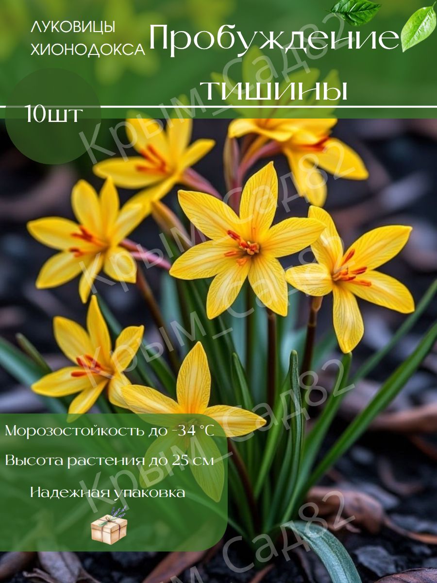 ЛУковицы Хионодоксы (Пролиска)