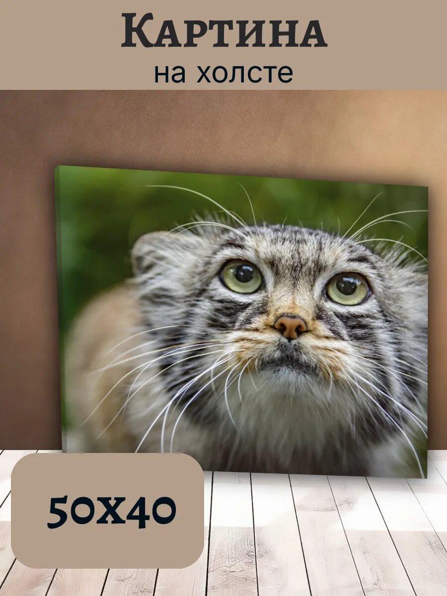 Картина Постер Кот Кошка Cat 40x50 манул