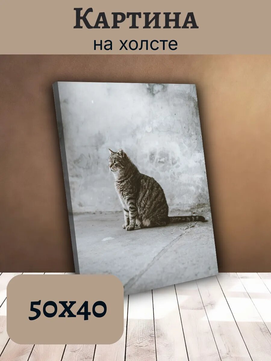 Картина Постер Кот Кошка Cat 40x50 полосатый серый на бетоне