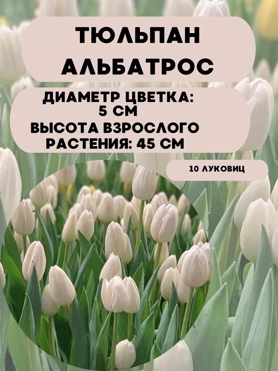 Тюльпан махровый попугайный триумф
