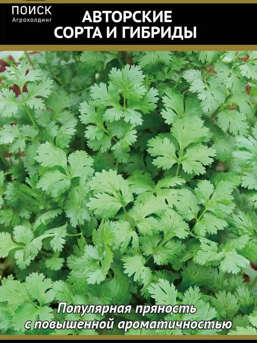 Кинза (Кориандр) Бородинский 3 г, Семена Поиск
