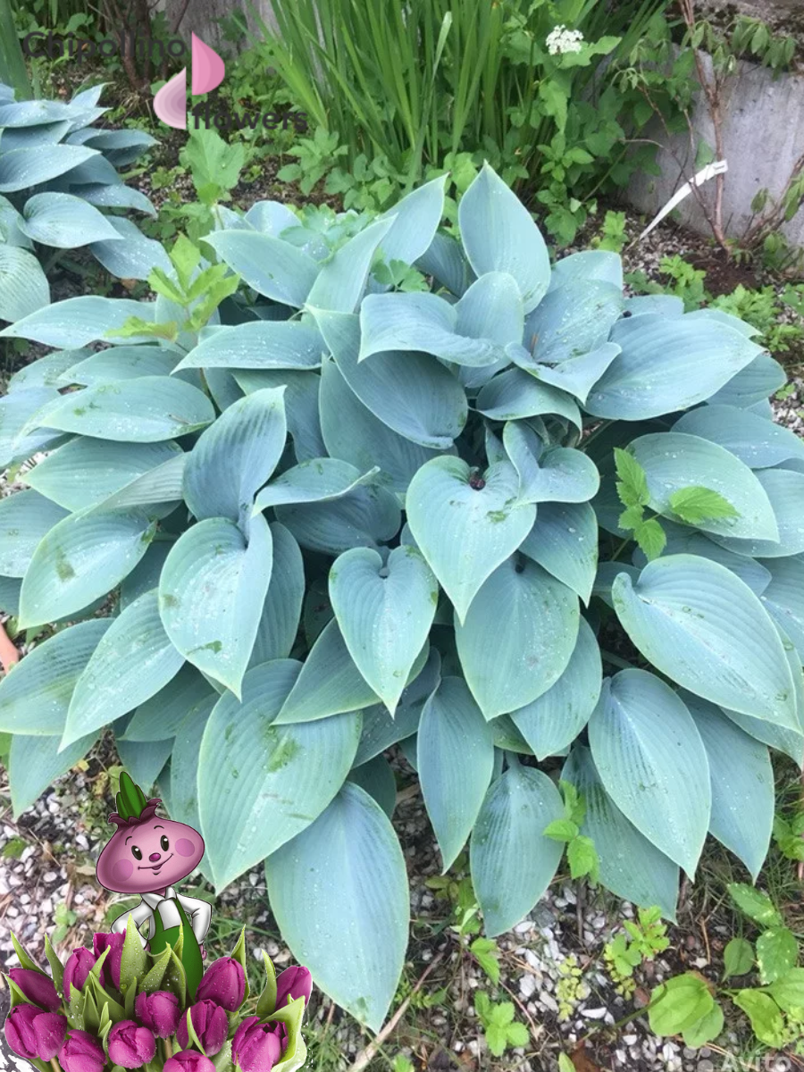 Клубни цветов, chipollino flowers, Хоста BLUE VISION ( 1 штука )