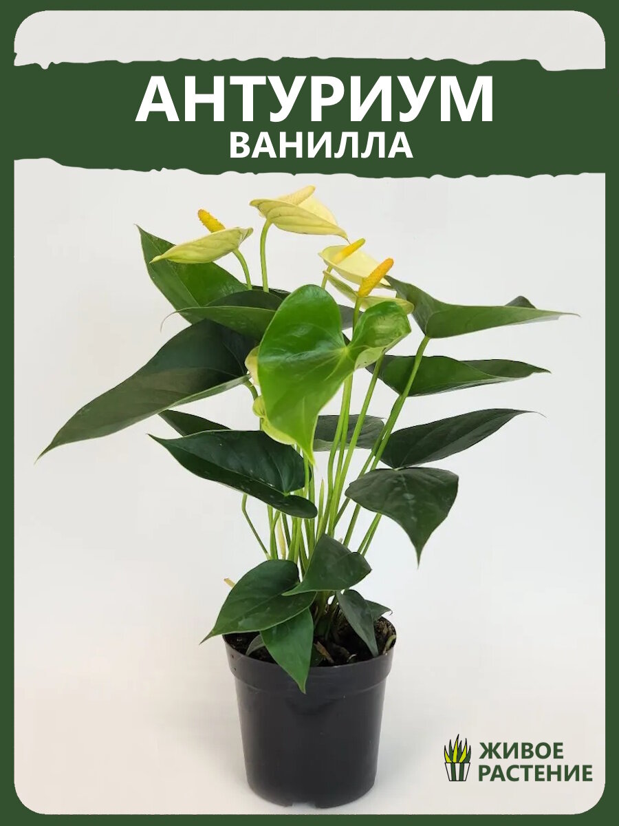 Антуриум Андрианум Ванилла Желтый (Мужское счастье), D-12