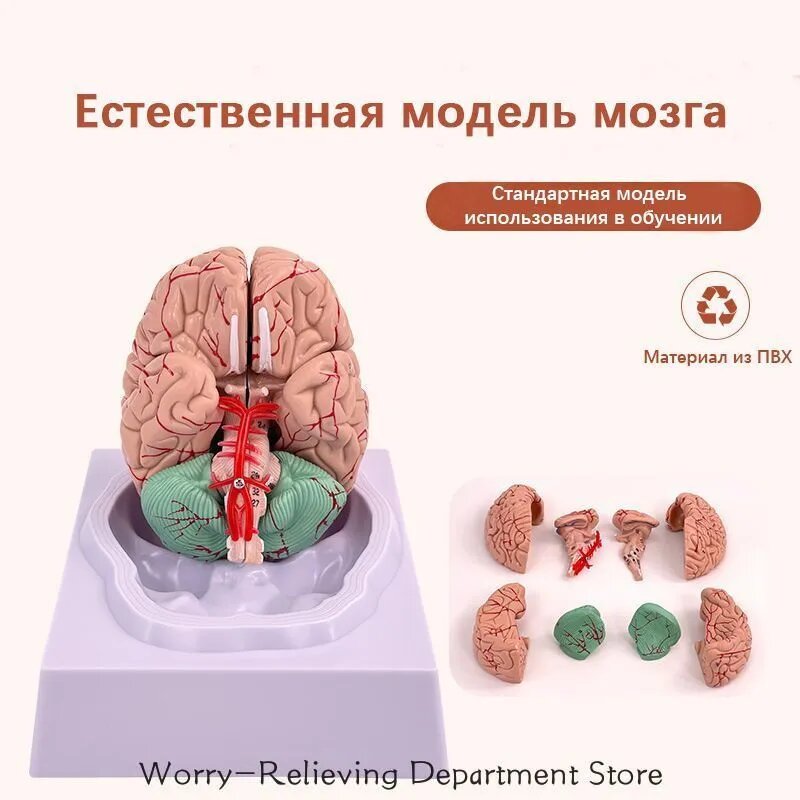 Анатомическая модель человеческого мозга, анатомическая модель в натуральную величину с подставкой