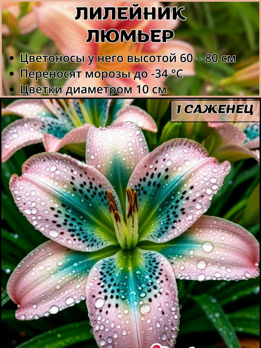 Лилейник саженец, многолетник 1 штука