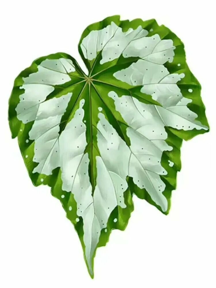 Магия Растений: Редкие тропические растения, креативные магниты на холодильник, декор для дома, серия растительных магнитов