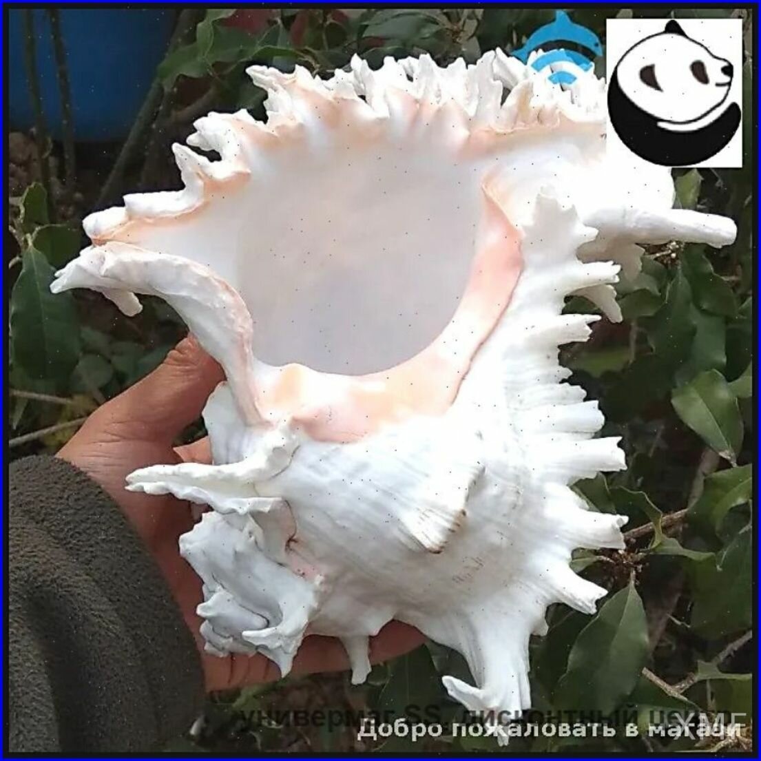 Эксклюзивный декор для дома создается крупной натуральной раковиной коралла 1617 см