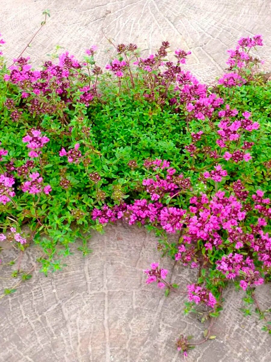 Тимьян ранний Coccineus