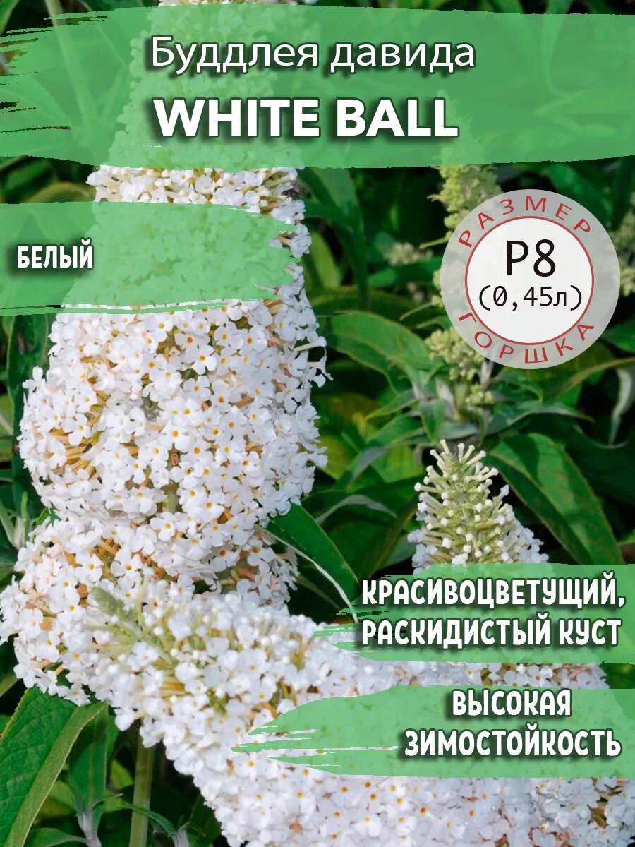Буддлея давида White Ball