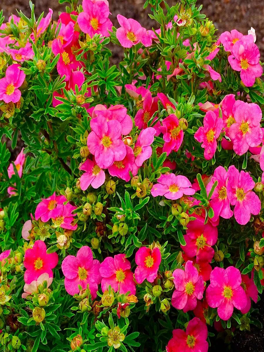 Лапчатка кустарниковая Bellissima