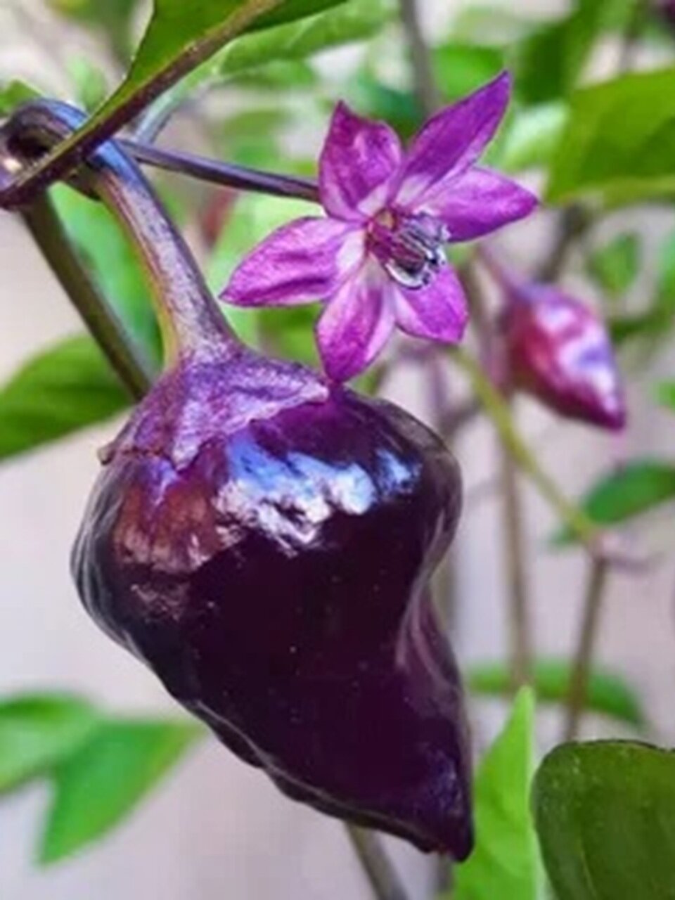 Семена Острый перец Purple UFO (Пёрпл Уфо, Фиолетовое НЛО), 10 семян