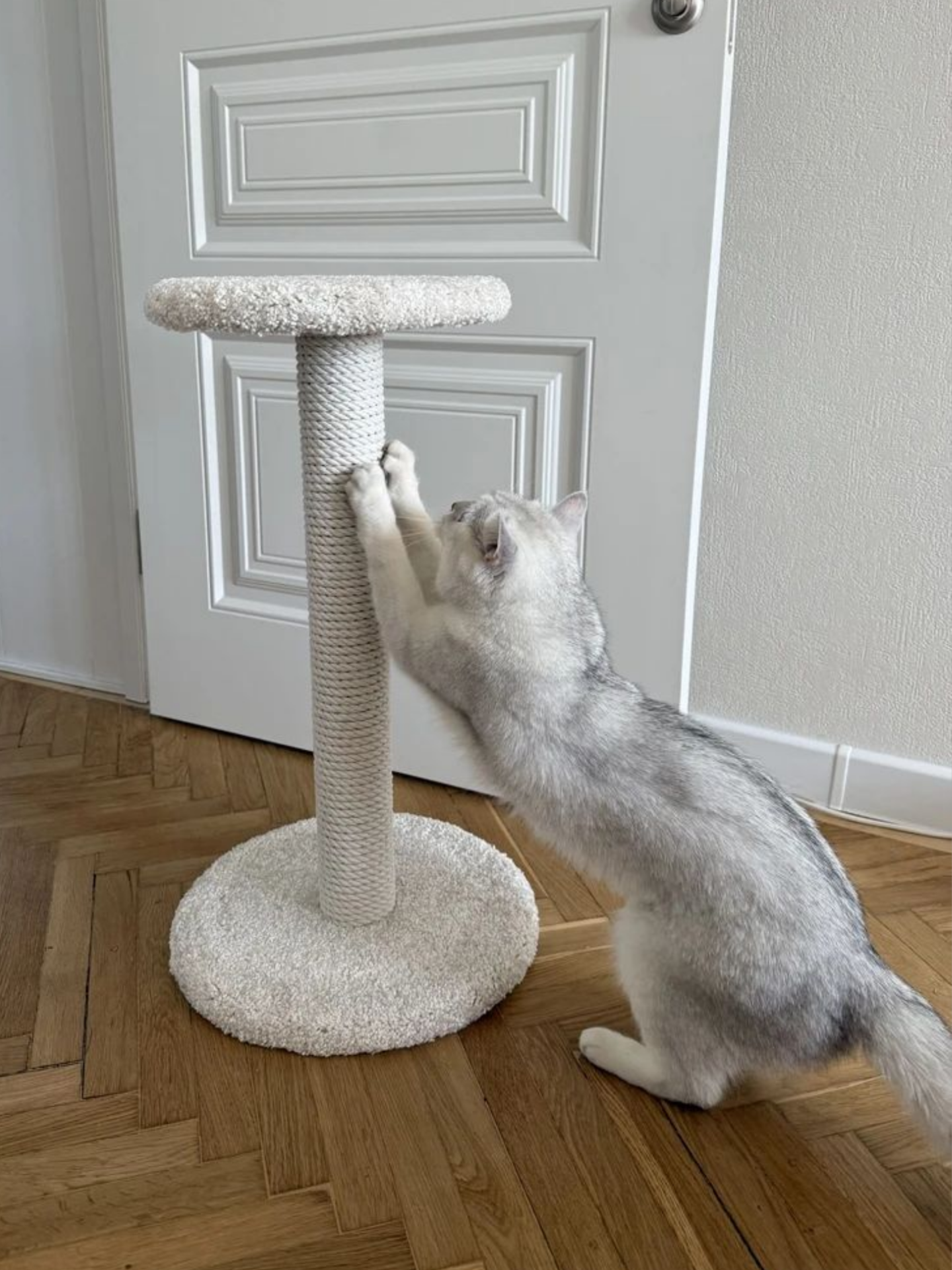 Когтеточка для кошки, Моя Котя, с полочкой, белый ковролин, хлопковый канат, 60см