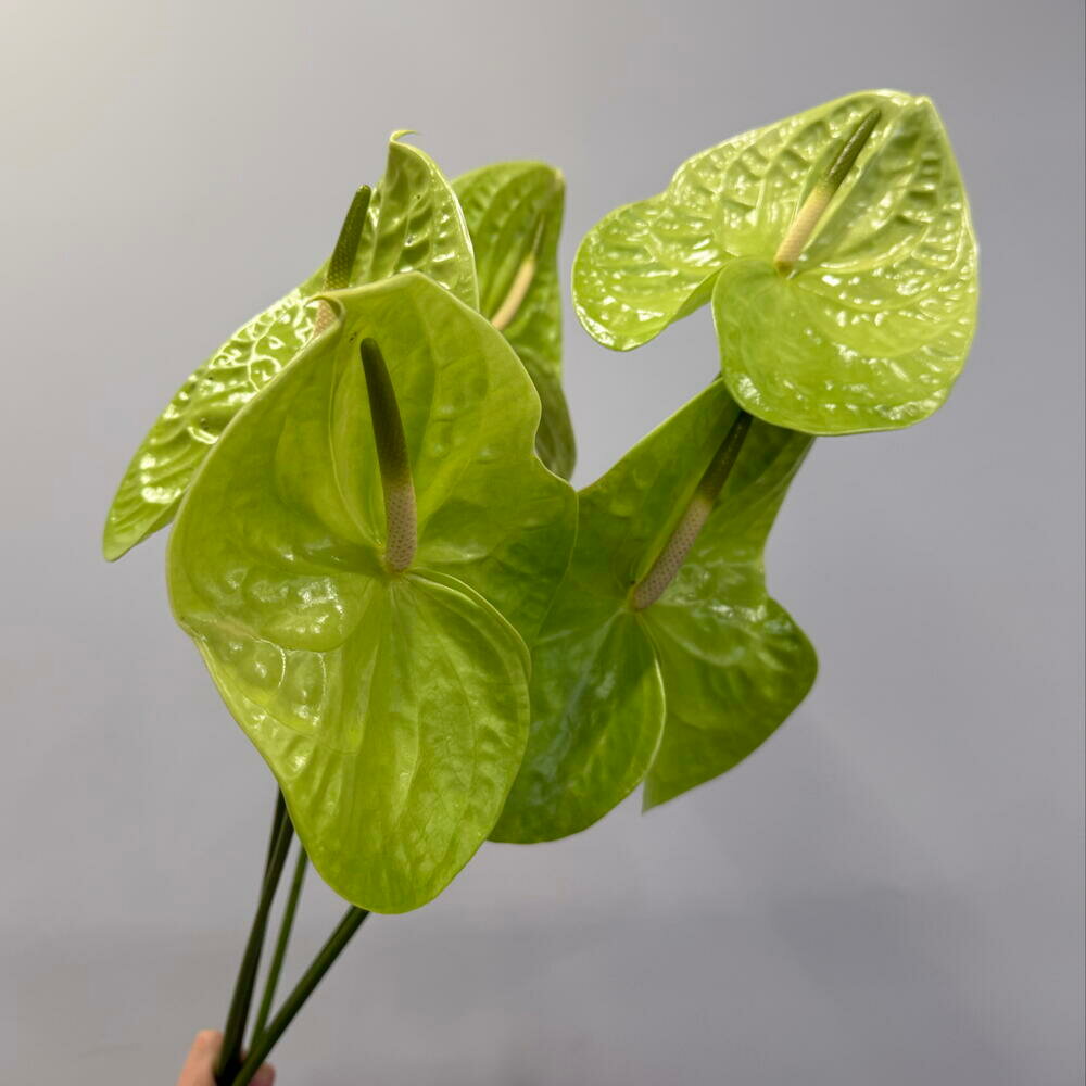 Антуриум Нежно-зеленый 5 шт