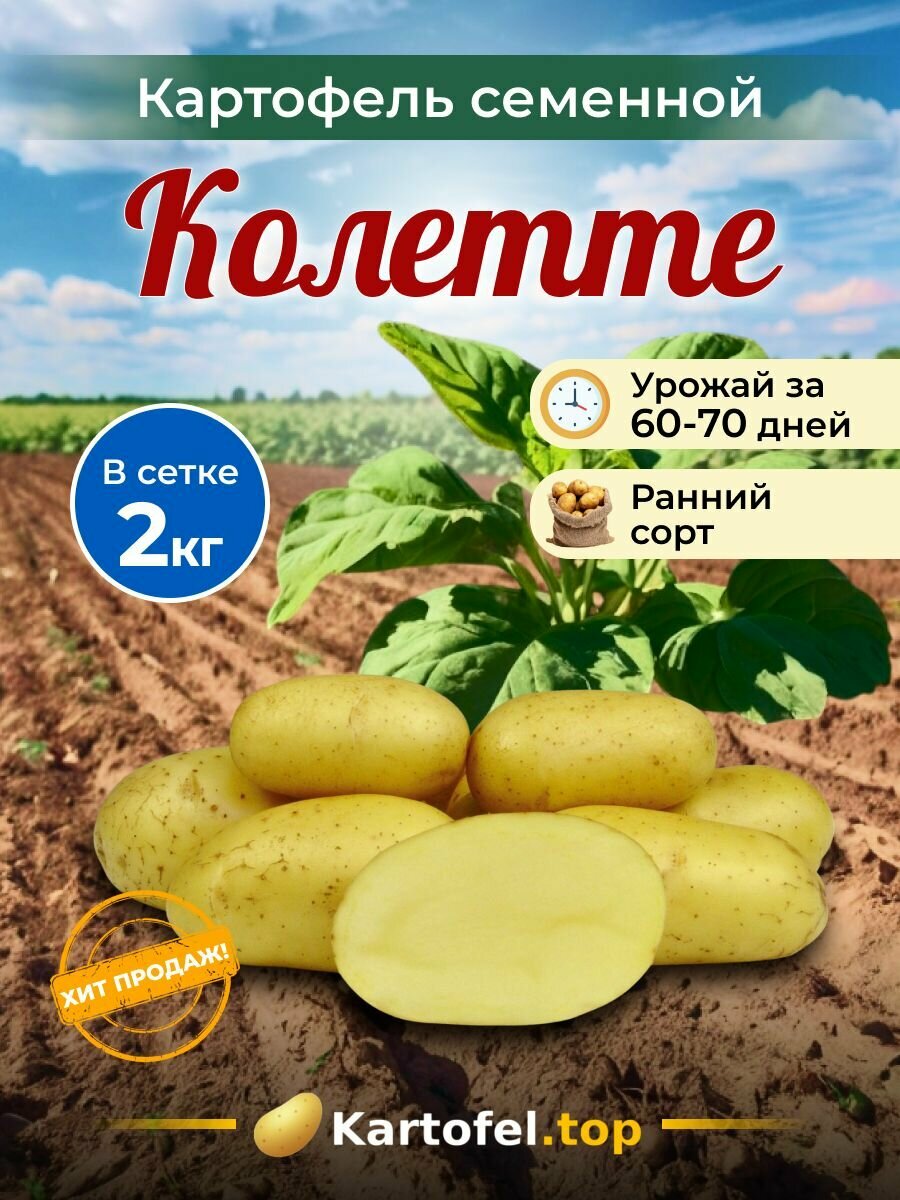 Картофель семенной "Колетте" 2 кг, саженцы, клубни на посадку
