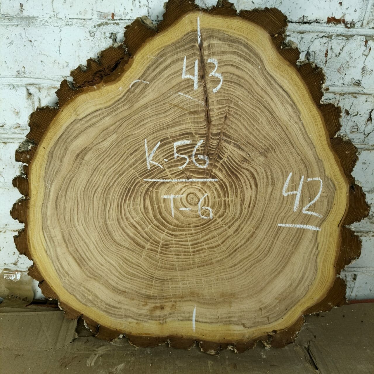 Торцевой спил дерева Карагач К-56, диаметр 42-43 см, выровнен в плоскости