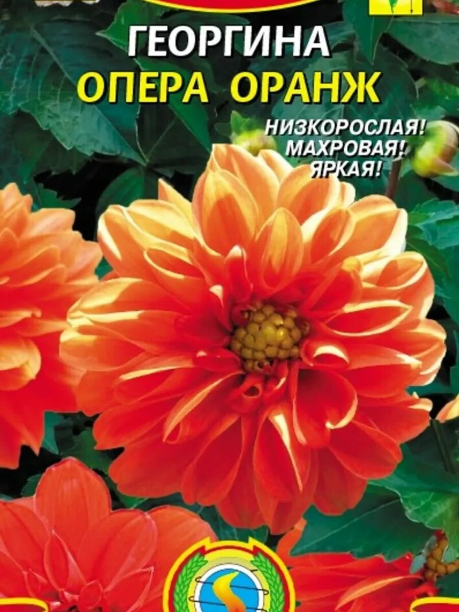 Георгина Опера Оранж 10 шт, Плазменные семена