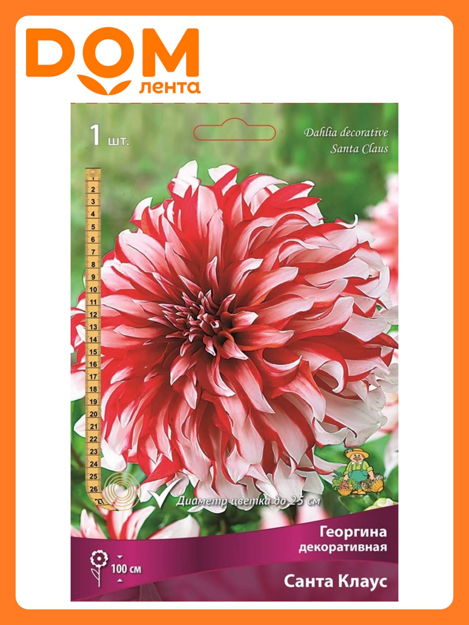 Многолетник поиск георгина санта клаус 1 шт