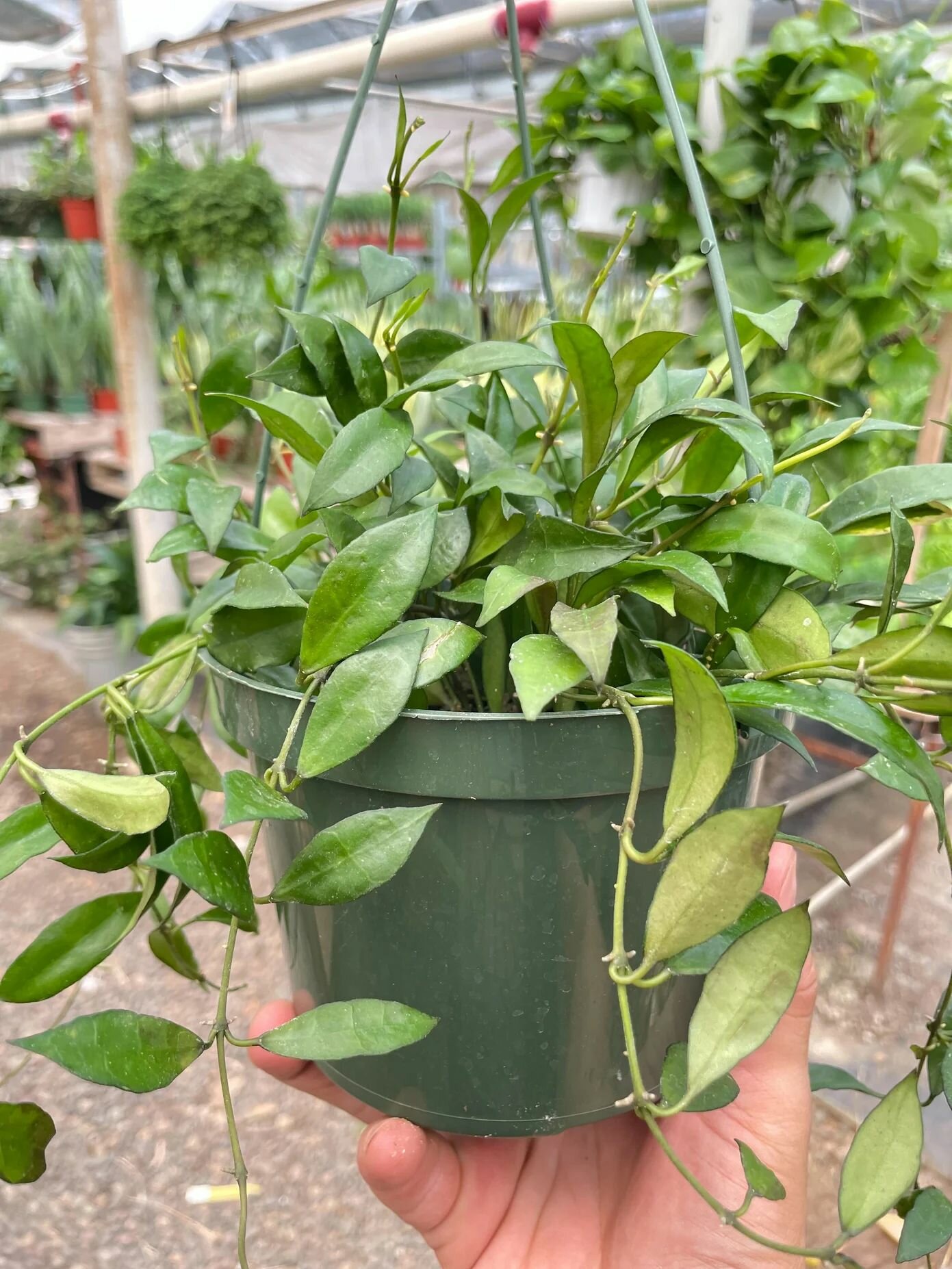 Хойя Лакуноза (Hoya Lacunosa), живое растение для выращивания дома, набор для выращивания 1 черенок 2-5 листьев