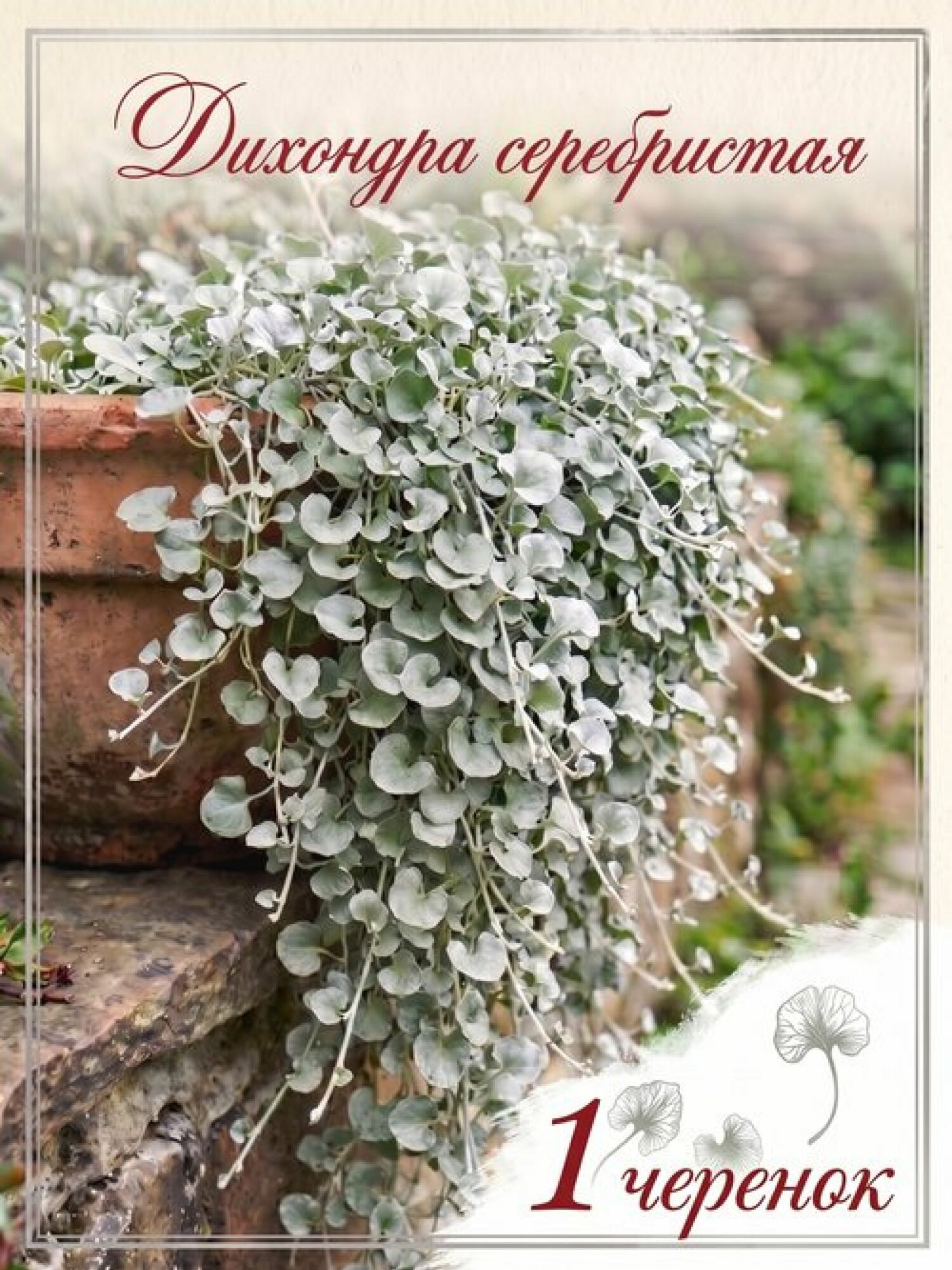 Дихондра серебристая ампельная