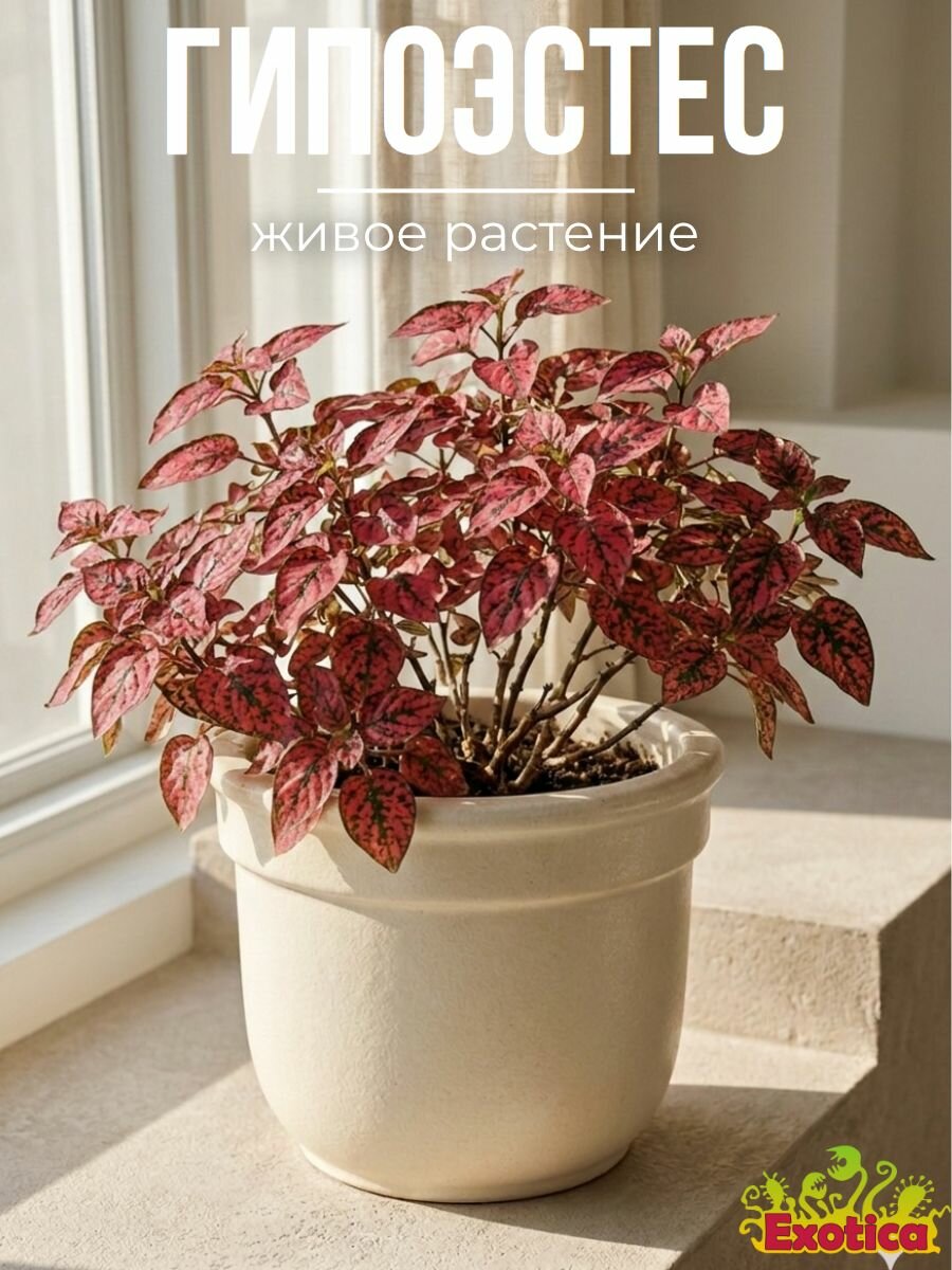 Гипоэстес Листоколосковый Ред (Hypoestes Phyllostachya Red) D8см, домашнее растение