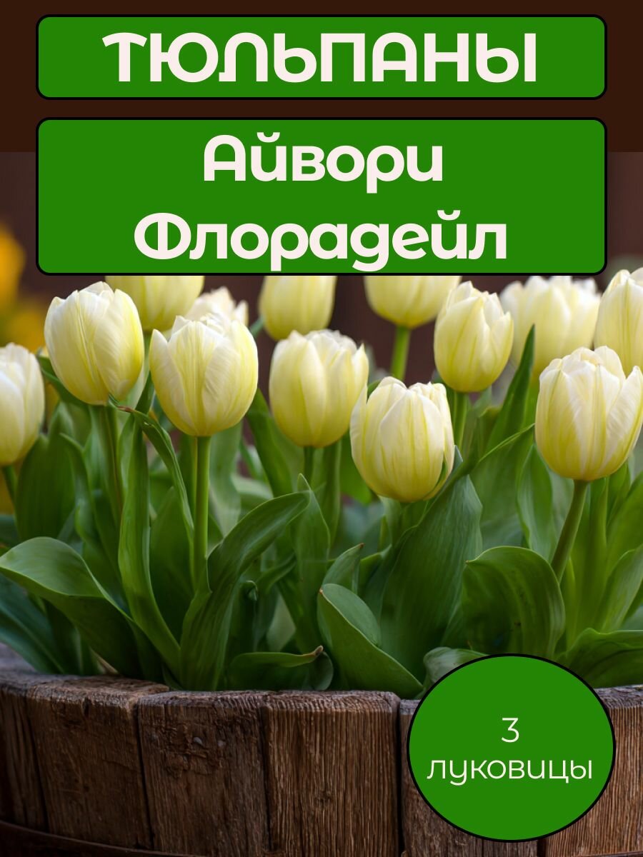 Тюльпаны луковицы Айвори Флорадейл 3 шт