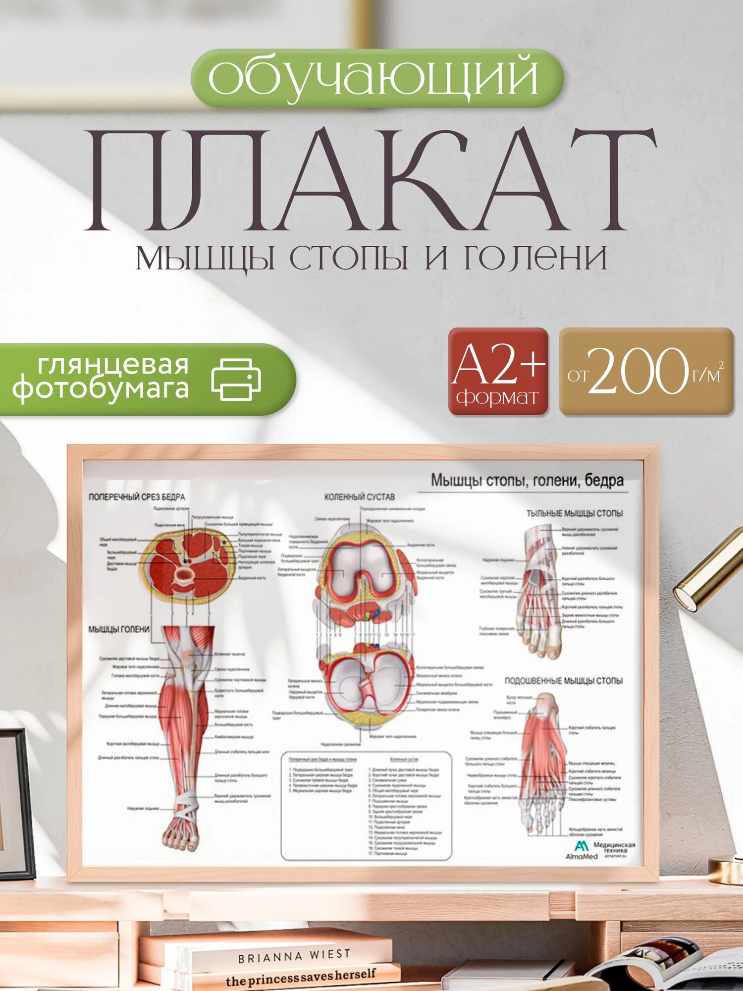 Обучающий плакат "Мышцы стопы и голени", размер А2+, глянцевая фотобумага от 200г/м2