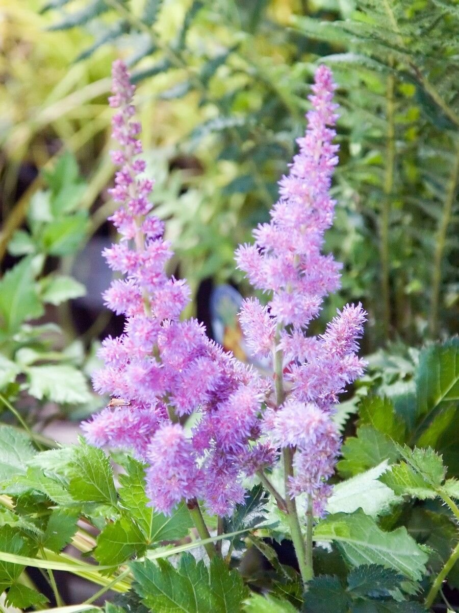 Семена Астильба китайская (Astilbe chinensis), 35 штук.