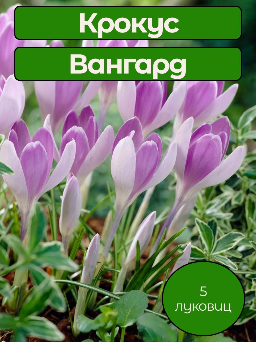 Луковицы Крокус Вангард 5 шт