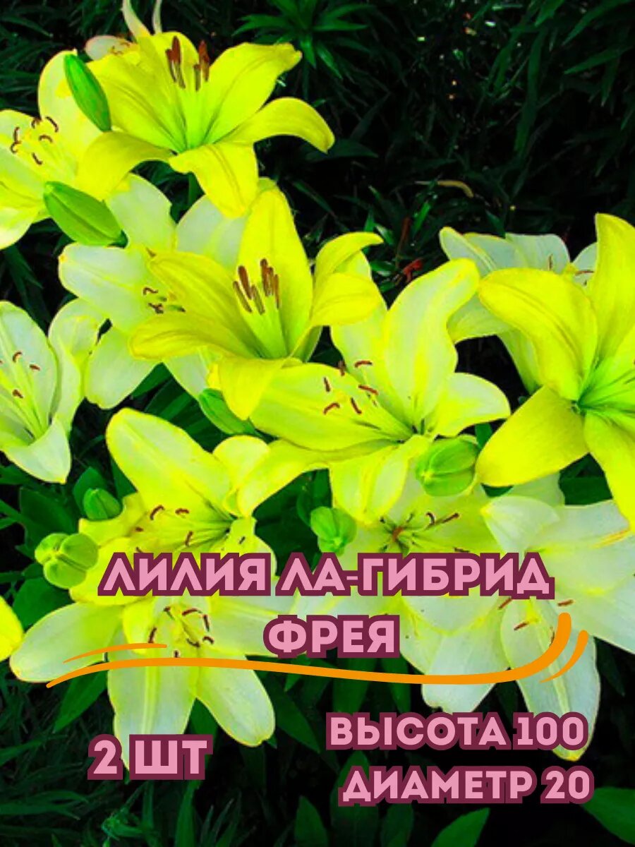 Луковицы многолетних растений лилий