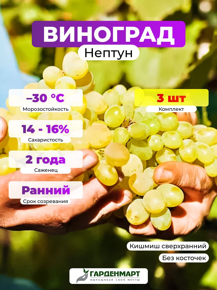 Саженец морозостойкий Виноград сверхранний Кишмиш Нептун, комплект 3 шт.