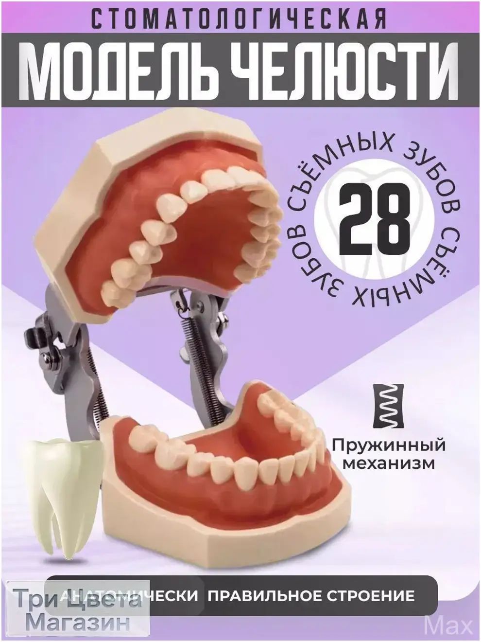 Качественный стоматологический тренажер челюсти со съемными элементами