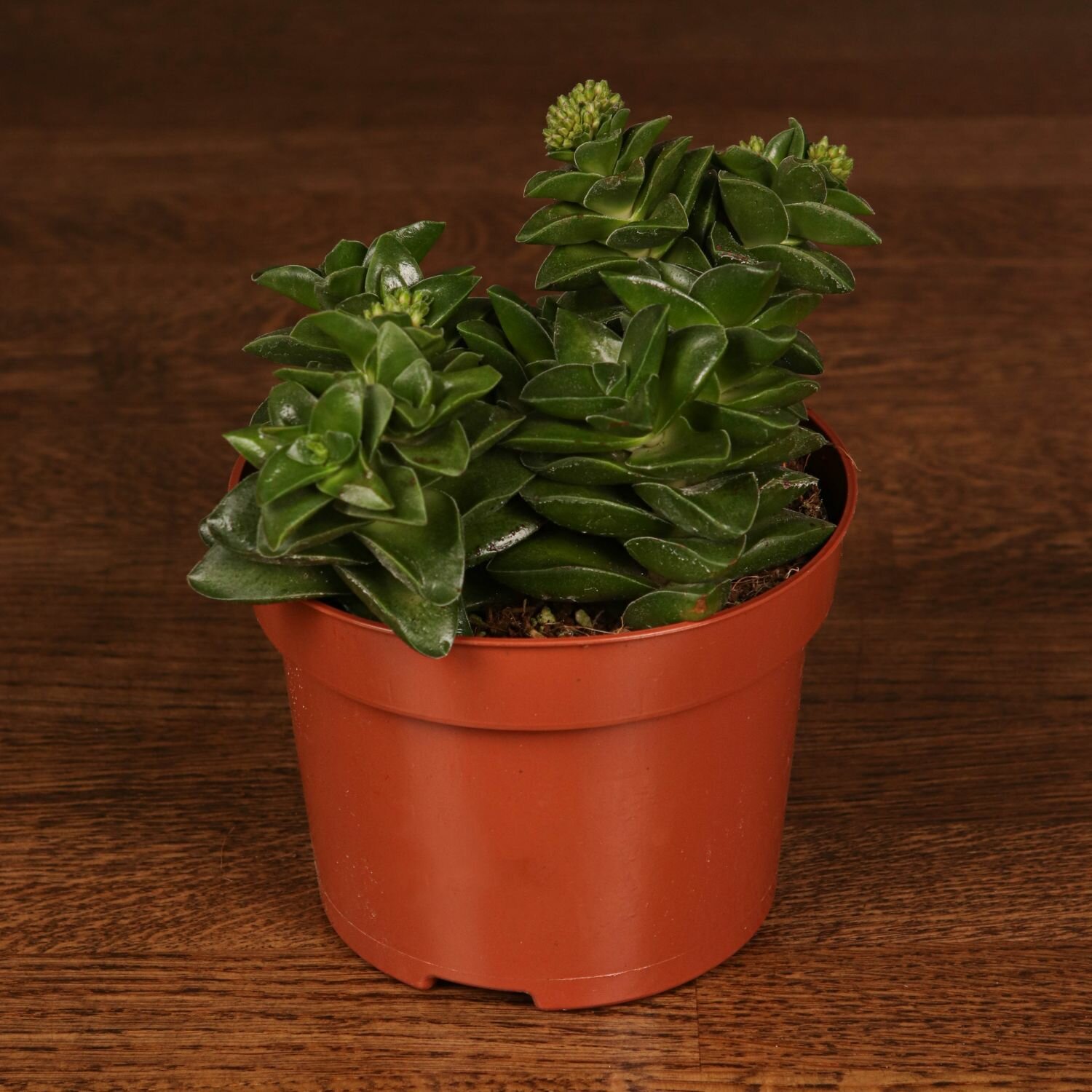 Крассула Спрингтайм 15/12