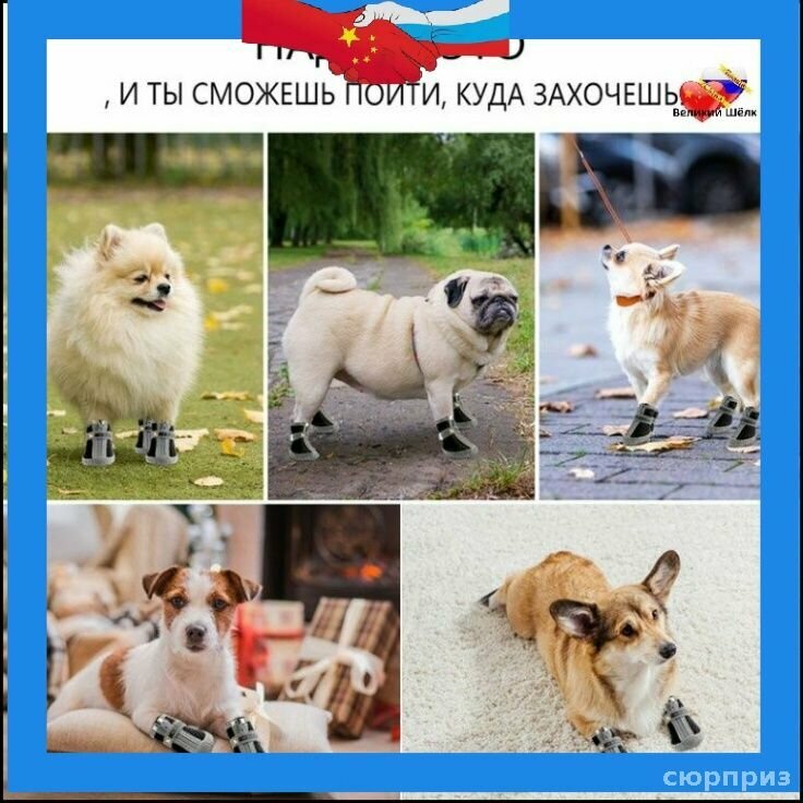 Обувь для собак - это водонепроницаемая, нескользящая, износостойкая, противообрастающая, защищающая от падения уличная обувь