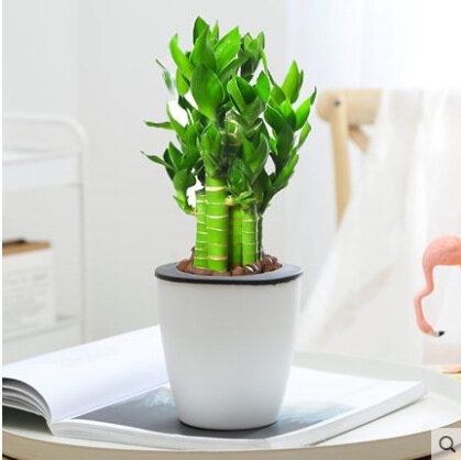 Горячая распродажаГидропонный Lucky Bamboo, четырехсезонное водное выращивание, настольное растение для дома, простое в выращивании цветочное зеленое растение, Вэньчан бамбук, лотос бамбук, зеленое растение