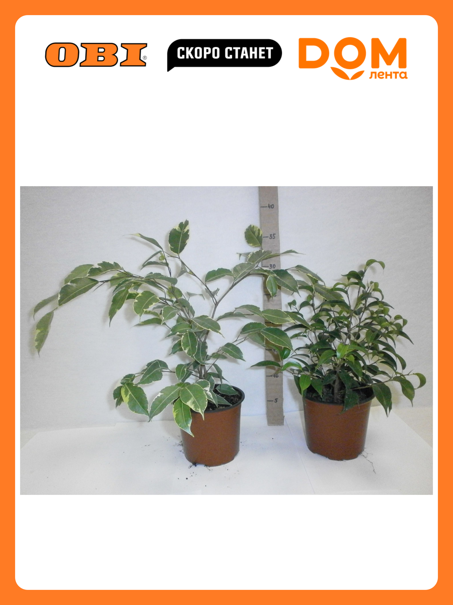 Растение Фикус Бенджамина 30 см