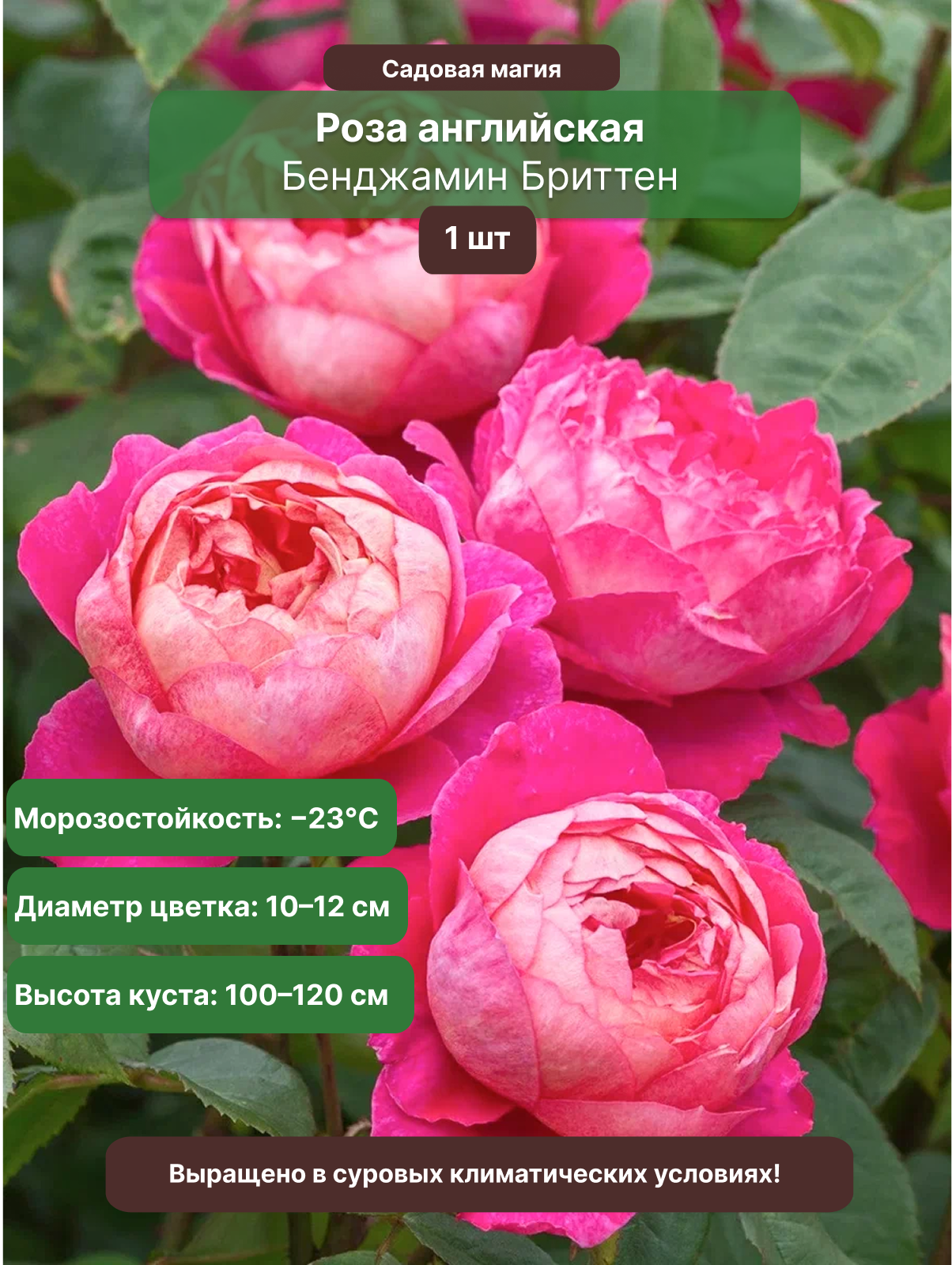 Роза английская "Бенджамин Бриттен", 1 саж . тёмно-розовая, многолетняя