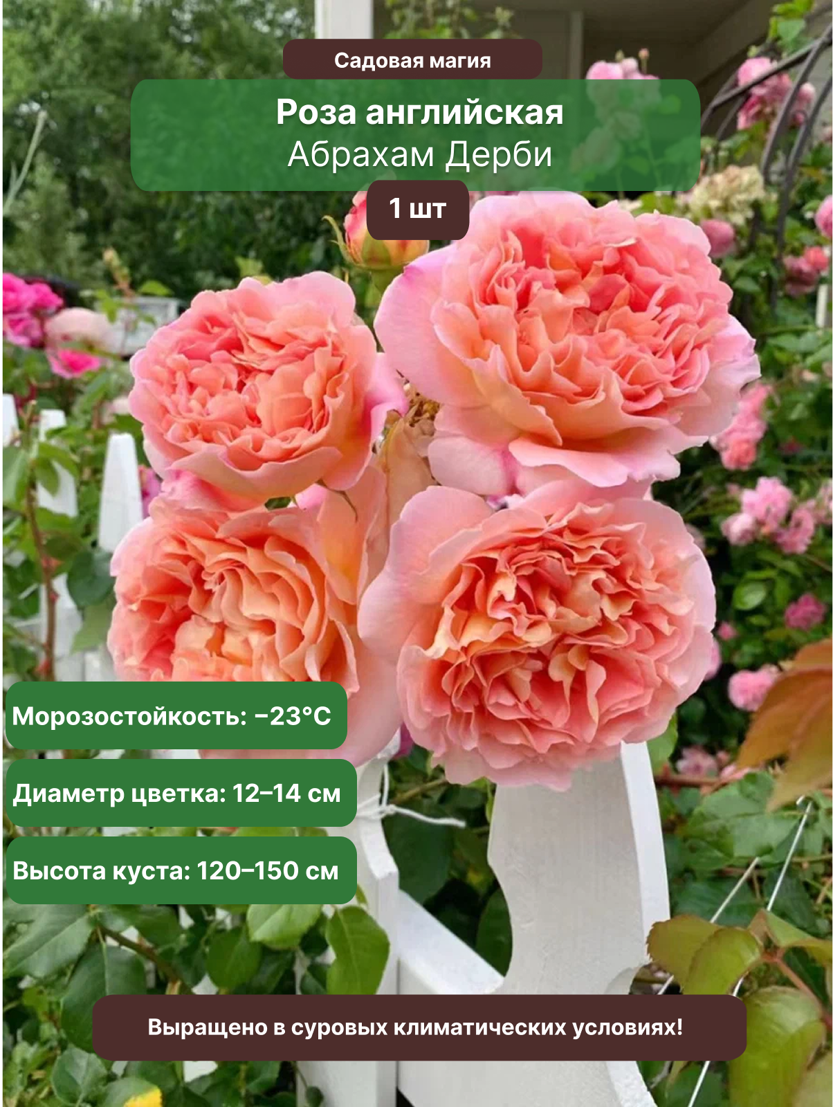 Роза английская Абрахам Дерби , 1 саженец , многолетняя , розовая