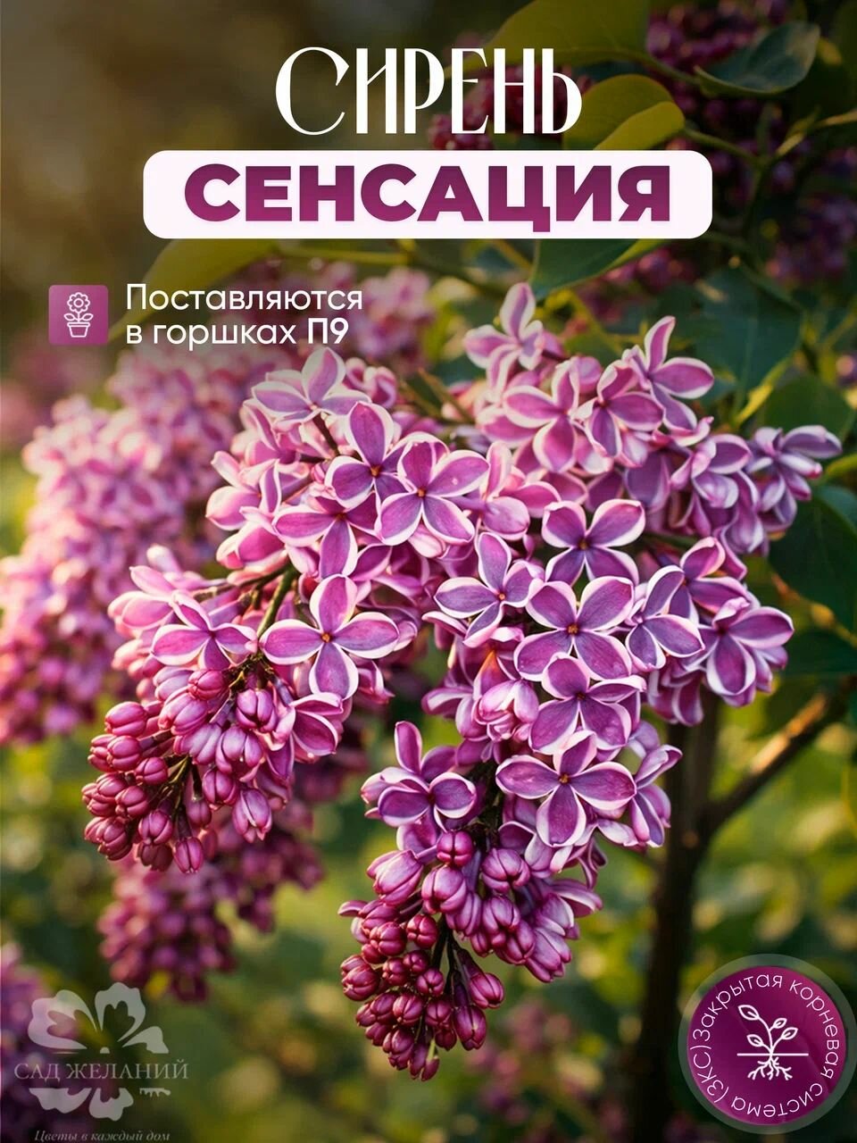 Сирень Сенсация в горшке 1 л, живое растение в горшке, саженец для сада, озеленение участка