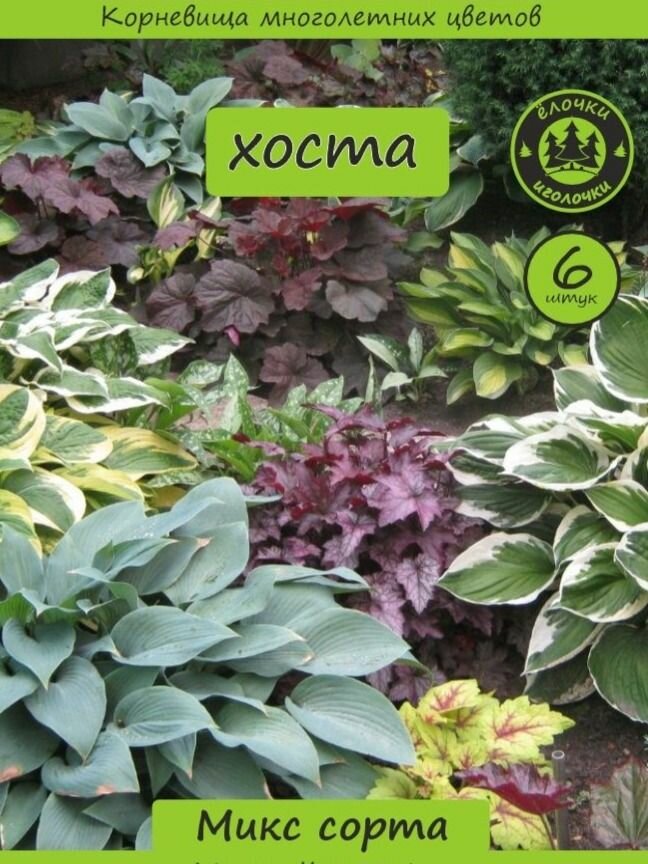 Хоста Корневище, Микс сортов, 6шт.