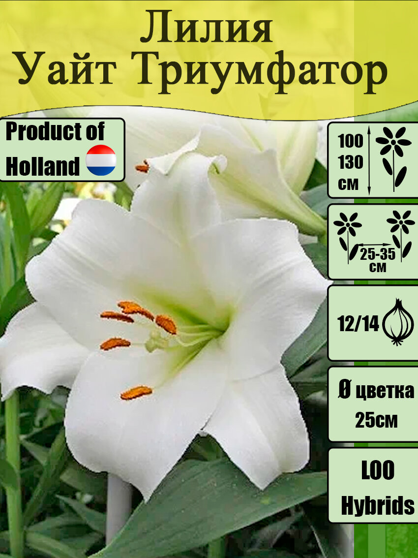 Луковицы Лилии Уайт Триумфатор (Белая) 2 шт (Голландия)