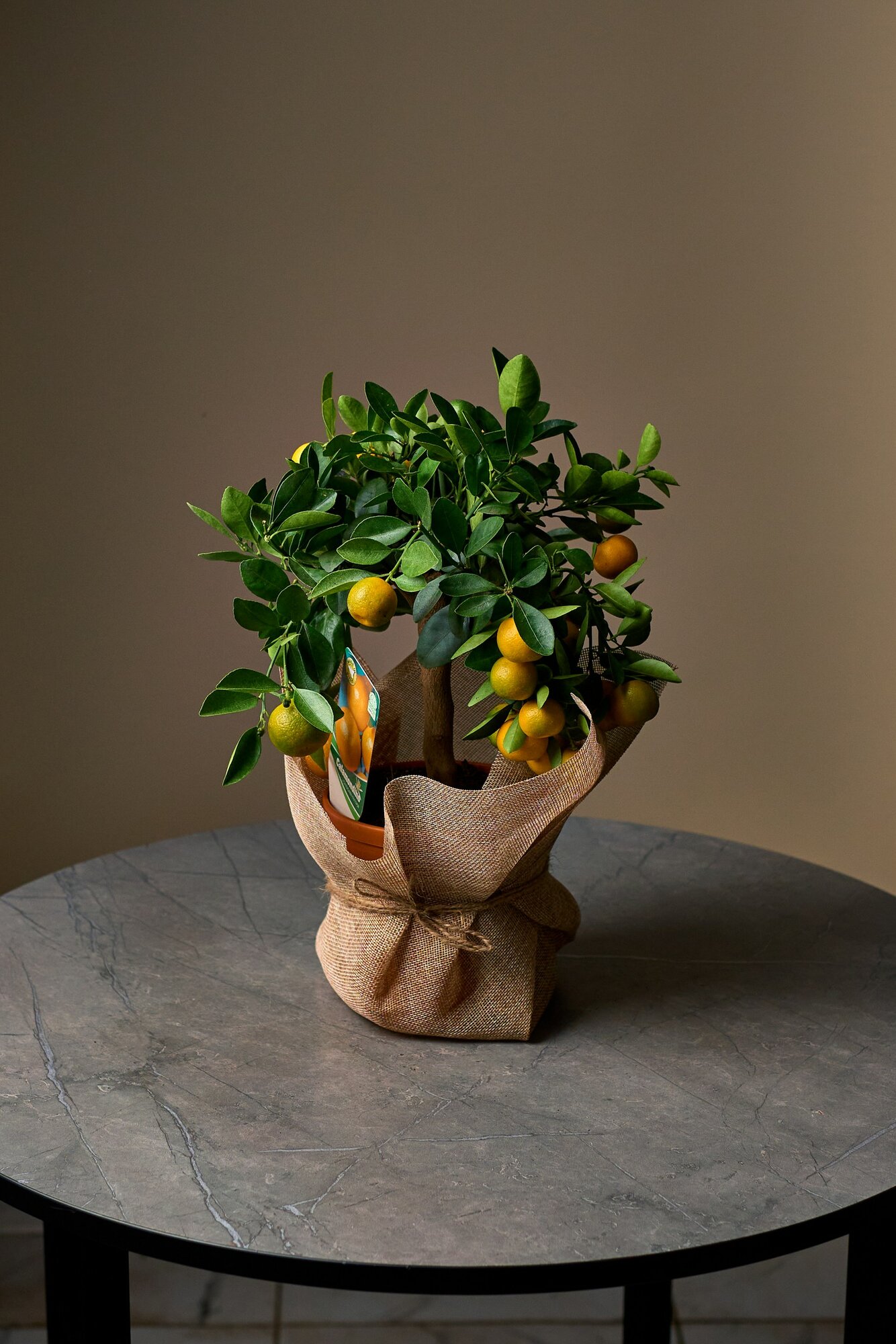 Комнатное растение "Мандариновое дерево" h 40 см, d 20 см от бренда Margo plants