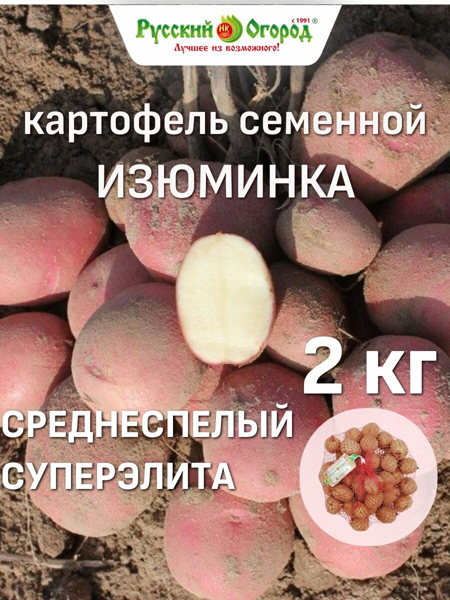 Картофель семенной Изюминка