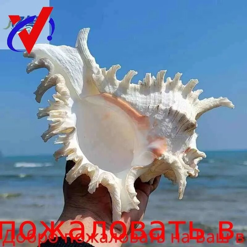 Ракушка морская Мурекс ветвистый 12-16см, Декорация для аквариума/террариума, Белый