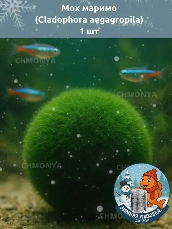 Кладофора шаровидная мох маримо (Aegagropila linnaei) 2-4см