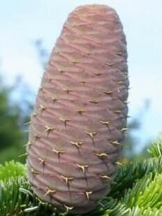 Пихта Нордмана саженец, Р9, 5-10 см